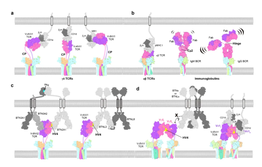 西湖大学团队首次揭示T细胞“特种兵”真相-高校科技-中国教育和科研计算机网CERNET